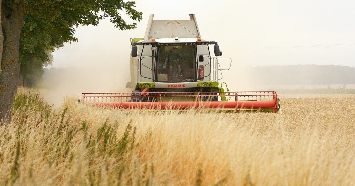 Getreide, Mais und Co: Wie verläuft die Ernte in der Region ...